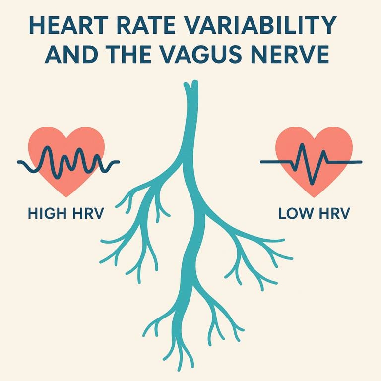 Heart Rate Variability and the Vagus Nerve | Omnipemf